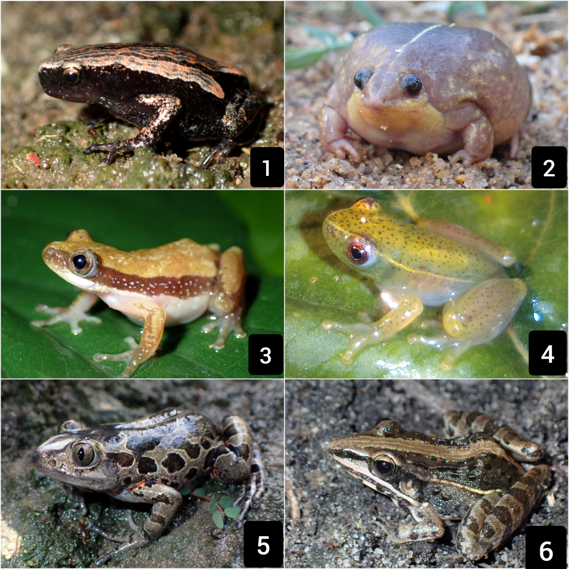 Check out our last survey – Extinct or Shy