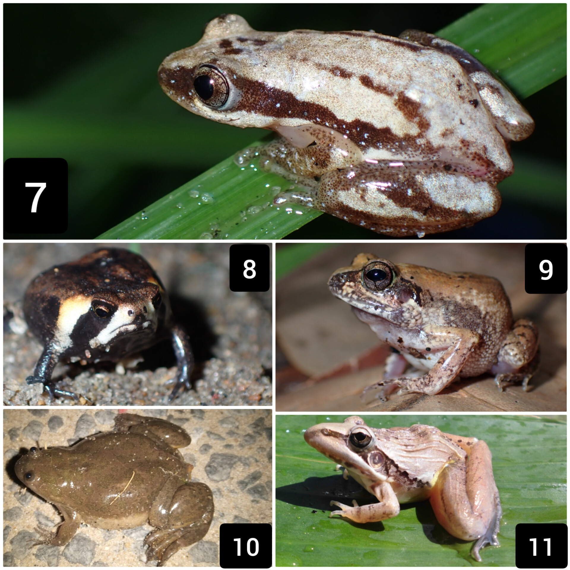 Check out our last survey – Extinct or Shy