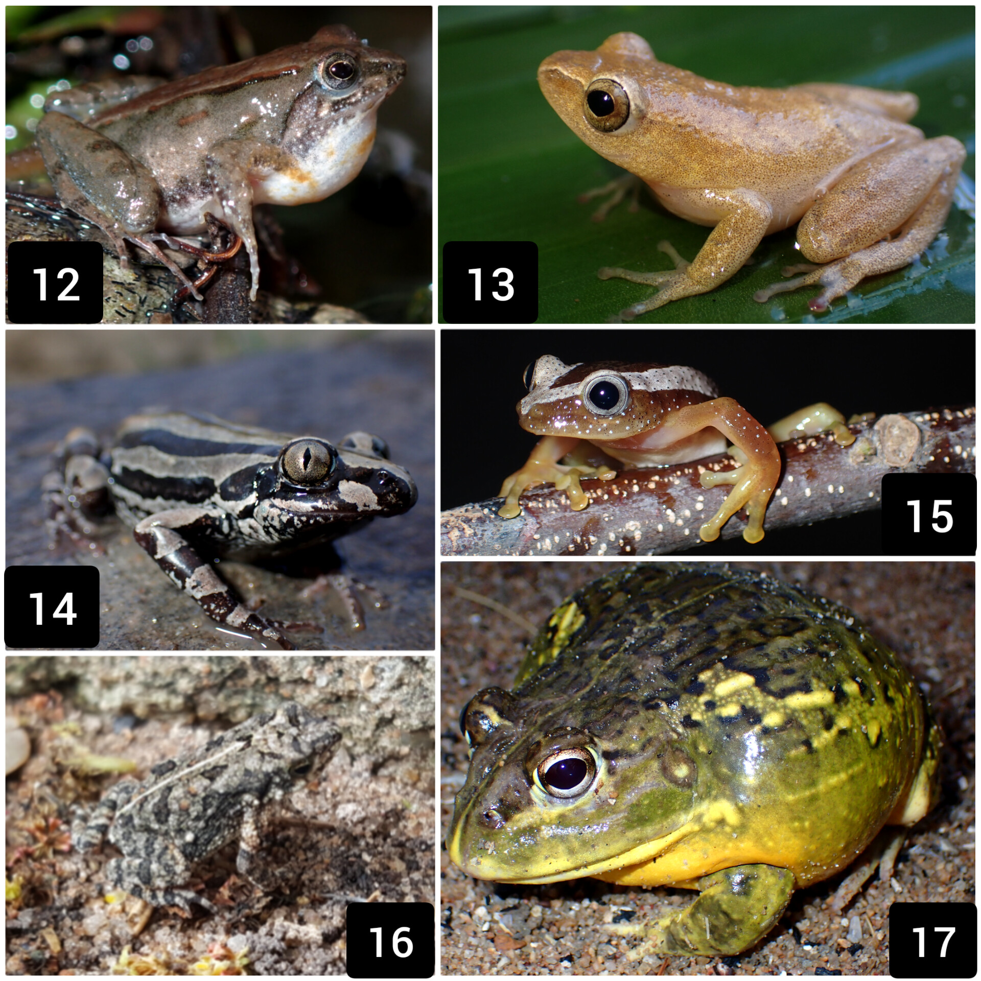 Check out our last survey – Extinct or Shy