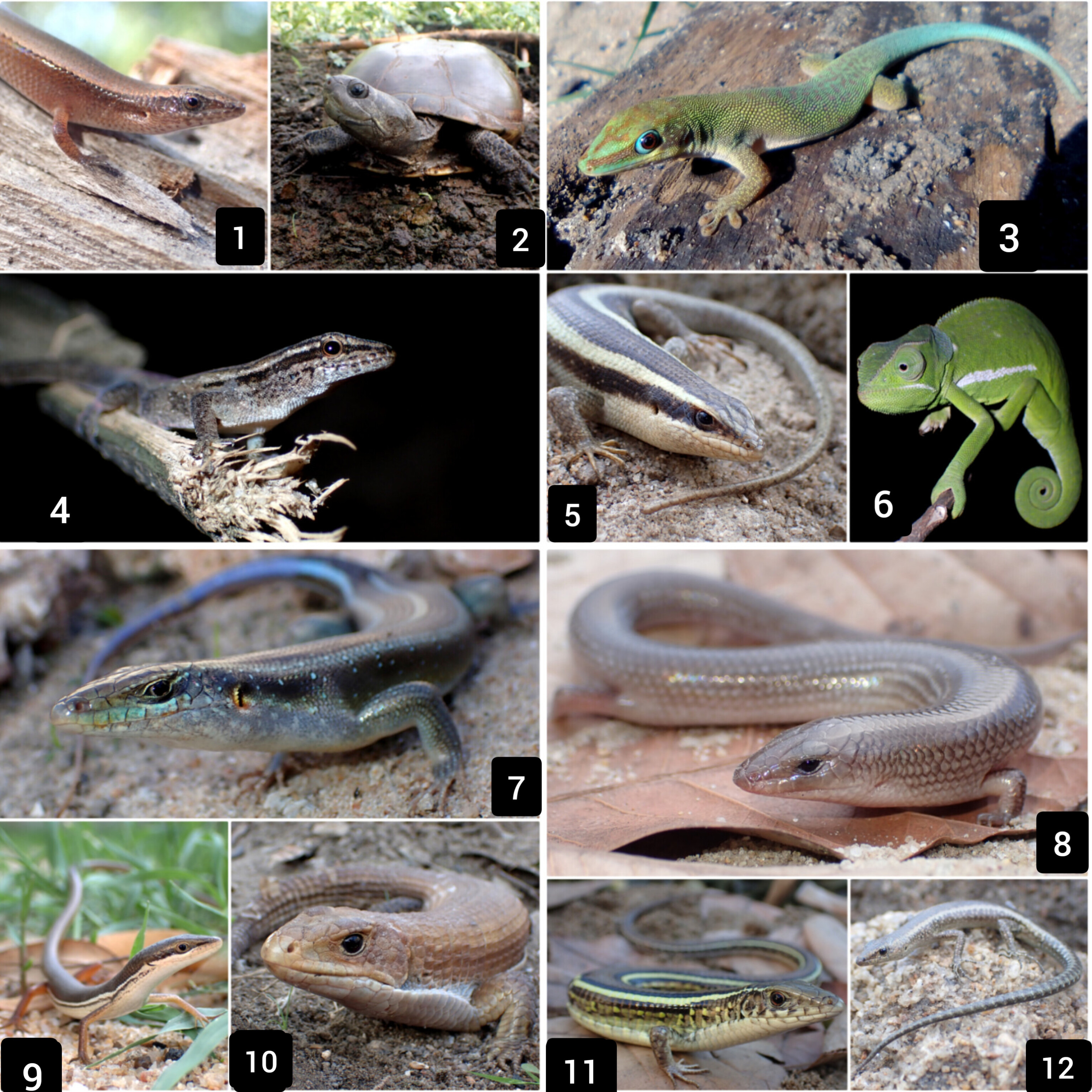 Check out our last survey – Extinct or Shy